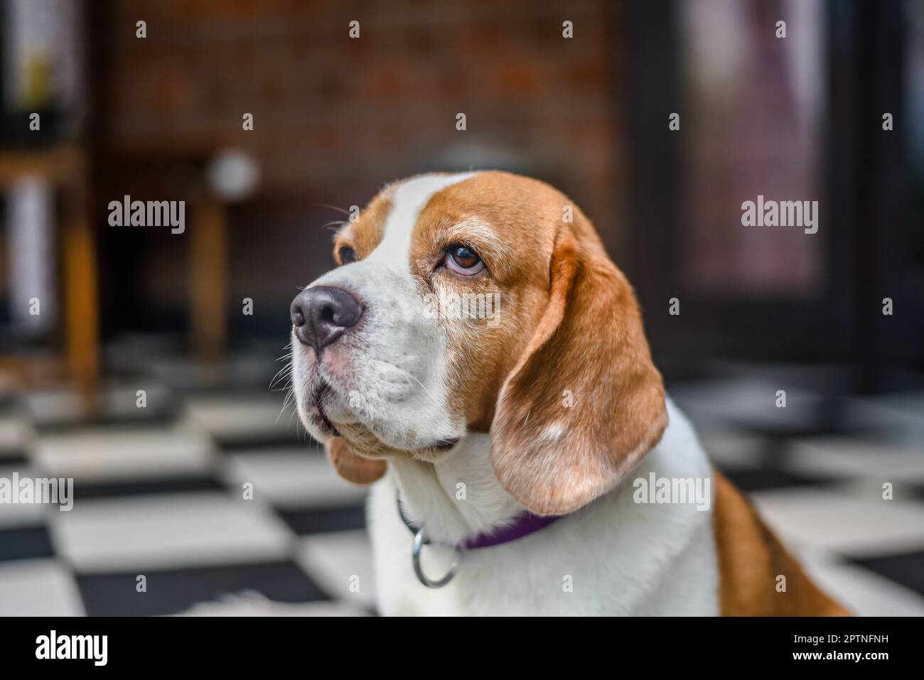 Photos of dogs including labradors beagles indian dogs Stock Photo - Alamy