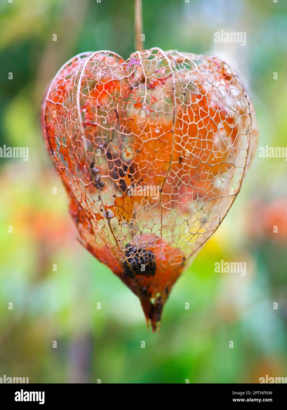 Physalis with the lampion shell disintegrated. View of the fruit inside ...