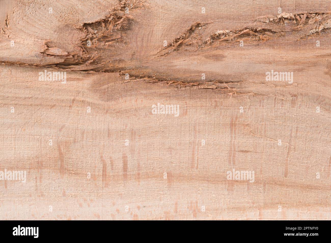 sfondo creato con legno di faggio, background con legno Stock Photo - Alamy