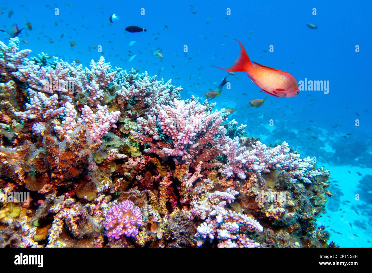 Colorful, picturesque coral reef at the bottom of tropical sea, hard ...