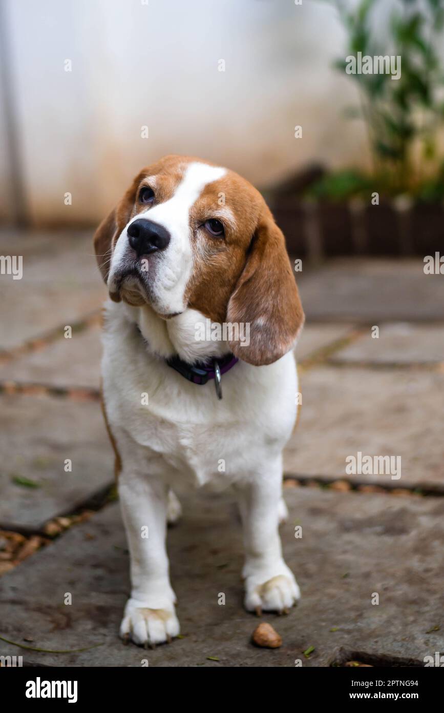 Where Are Beagles Native To