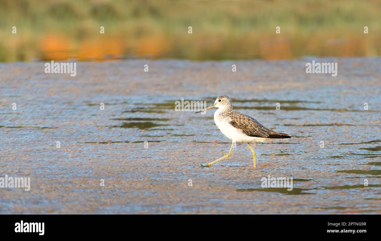 Sharp-tailed Sandpiper shorebird wading in the shallow coastal waters ...