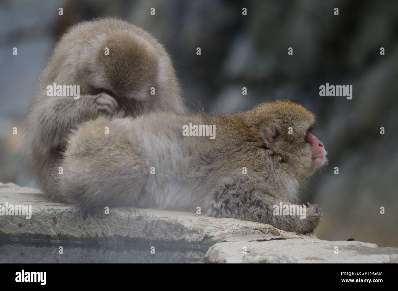 One Japanese macaque Macaca fuscata grooming another. Jigokudani Monkey ...