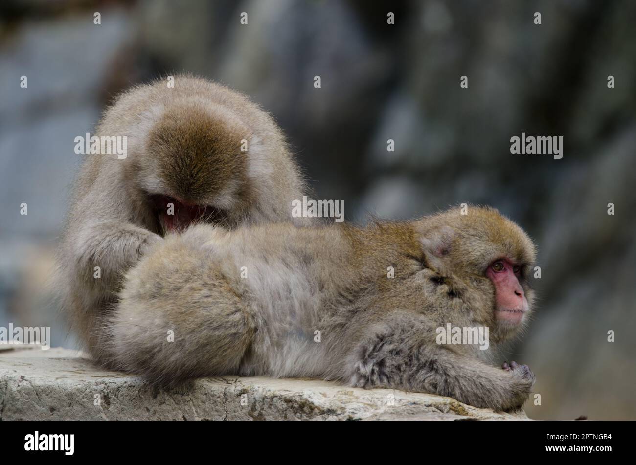 One Japanese macaque Macaca fuscata grooming another. Jigokudani Monkey Park. Yamanouchi. Nagano ...
