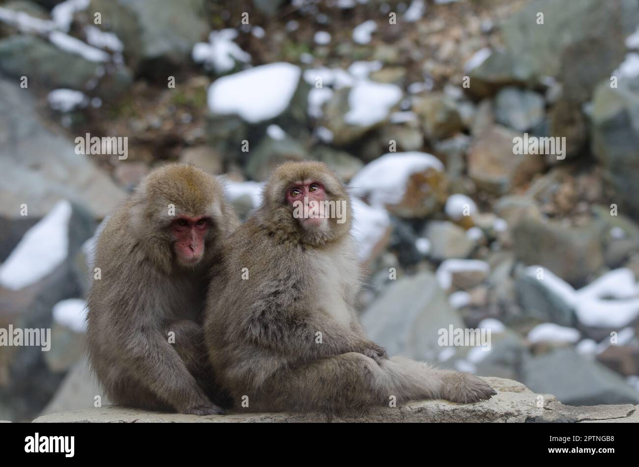 Japanese macaques Macaca fuscata. Jigokudani Monkey Park. Yamanouchi ...