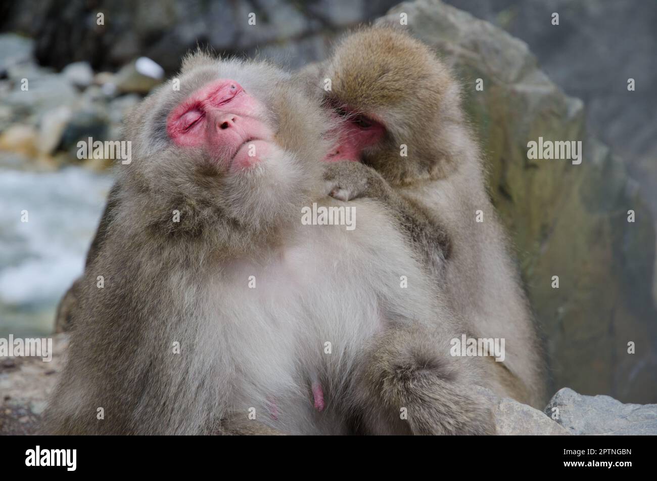 One Japanese macaque Macaca fuscata grooming another. Jigokudani Monkey ...