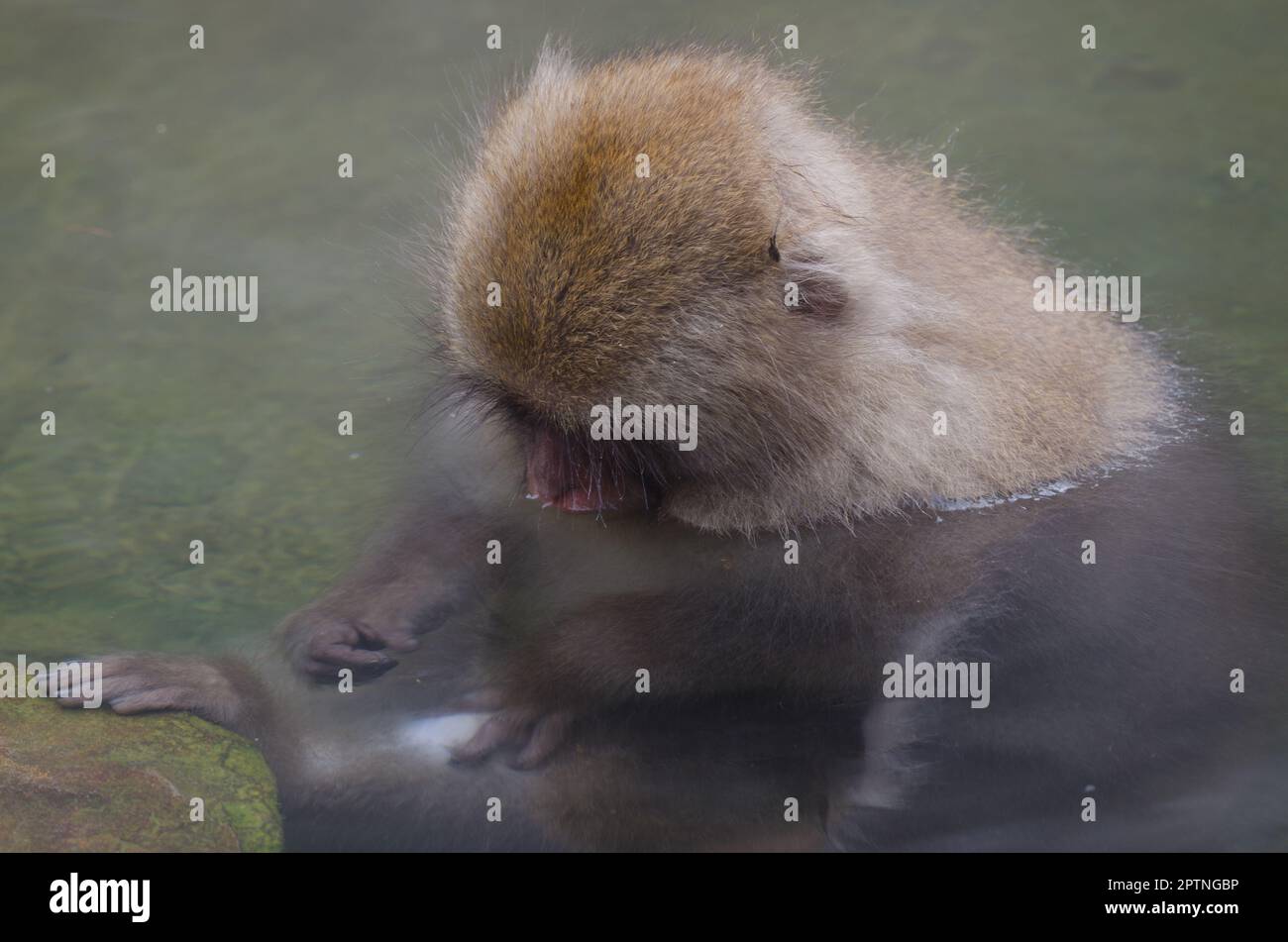 Young Japanese macaque Macaca fuscata looking for parasites in a hot ...