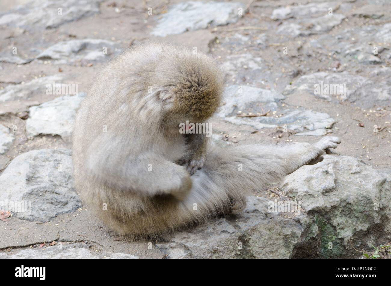 Young Japanese macaque Macaca fuscata looking for parasites in its fur ...
