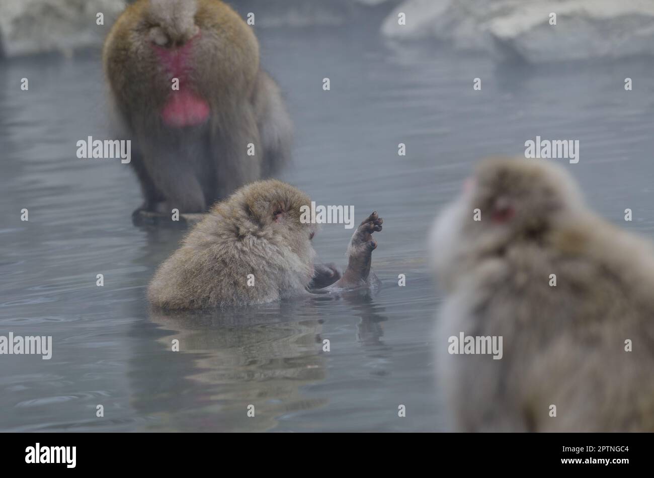 Japanese macaque Macaca fuscata looking for parasites in its fur in a ...