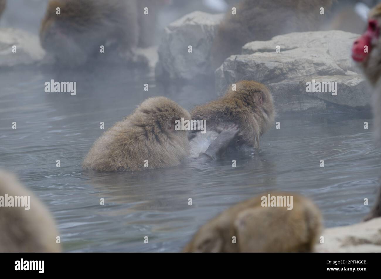 One Japanese macaque Macaca fuscata grooming another in a hot spring ...