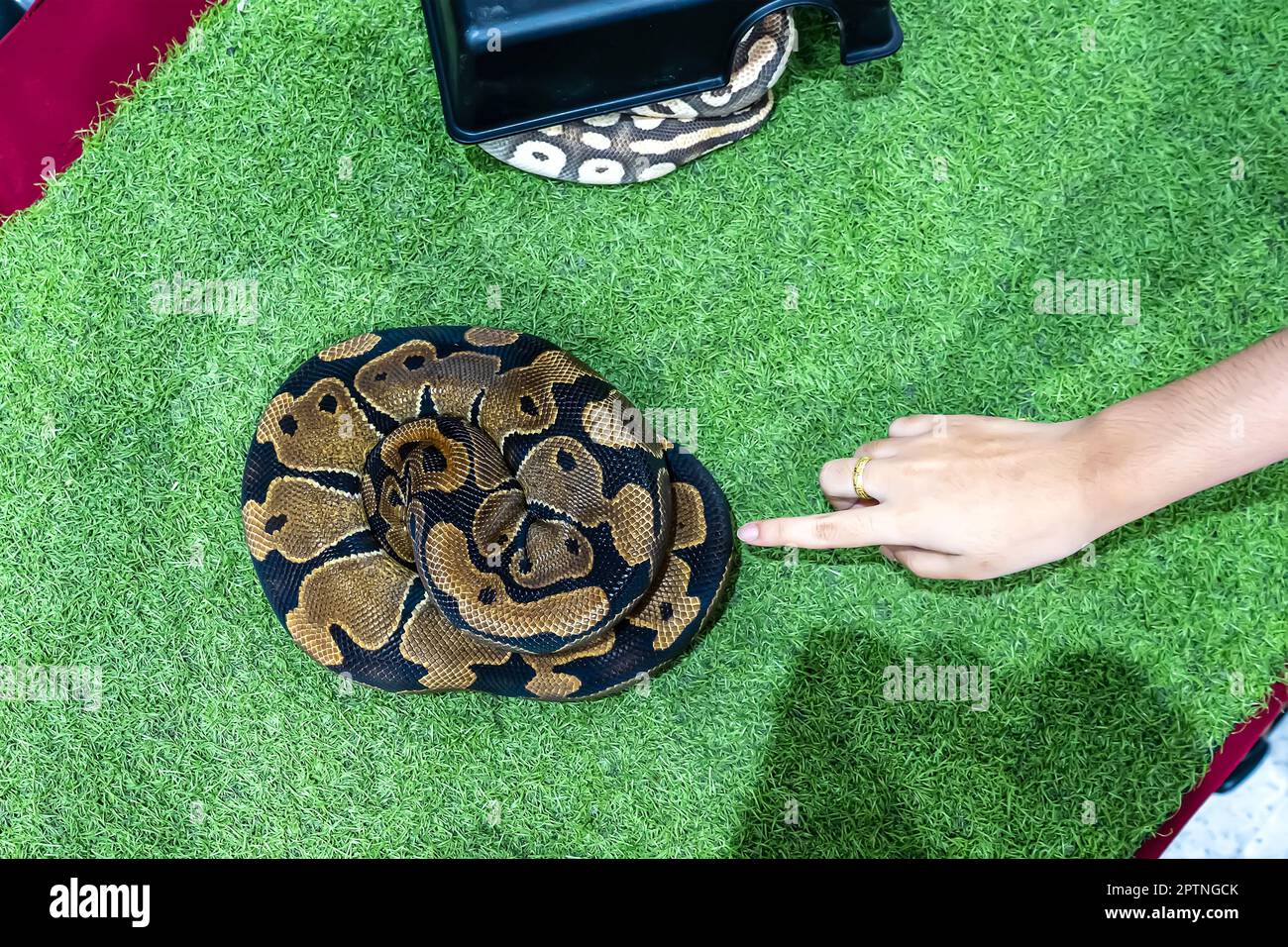 Ball python is a popular pet in Thailand Stock Photo - Alamy