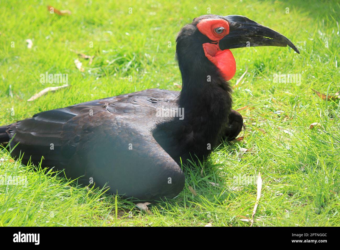Southern ground hornbill Stock Photo - Alamy