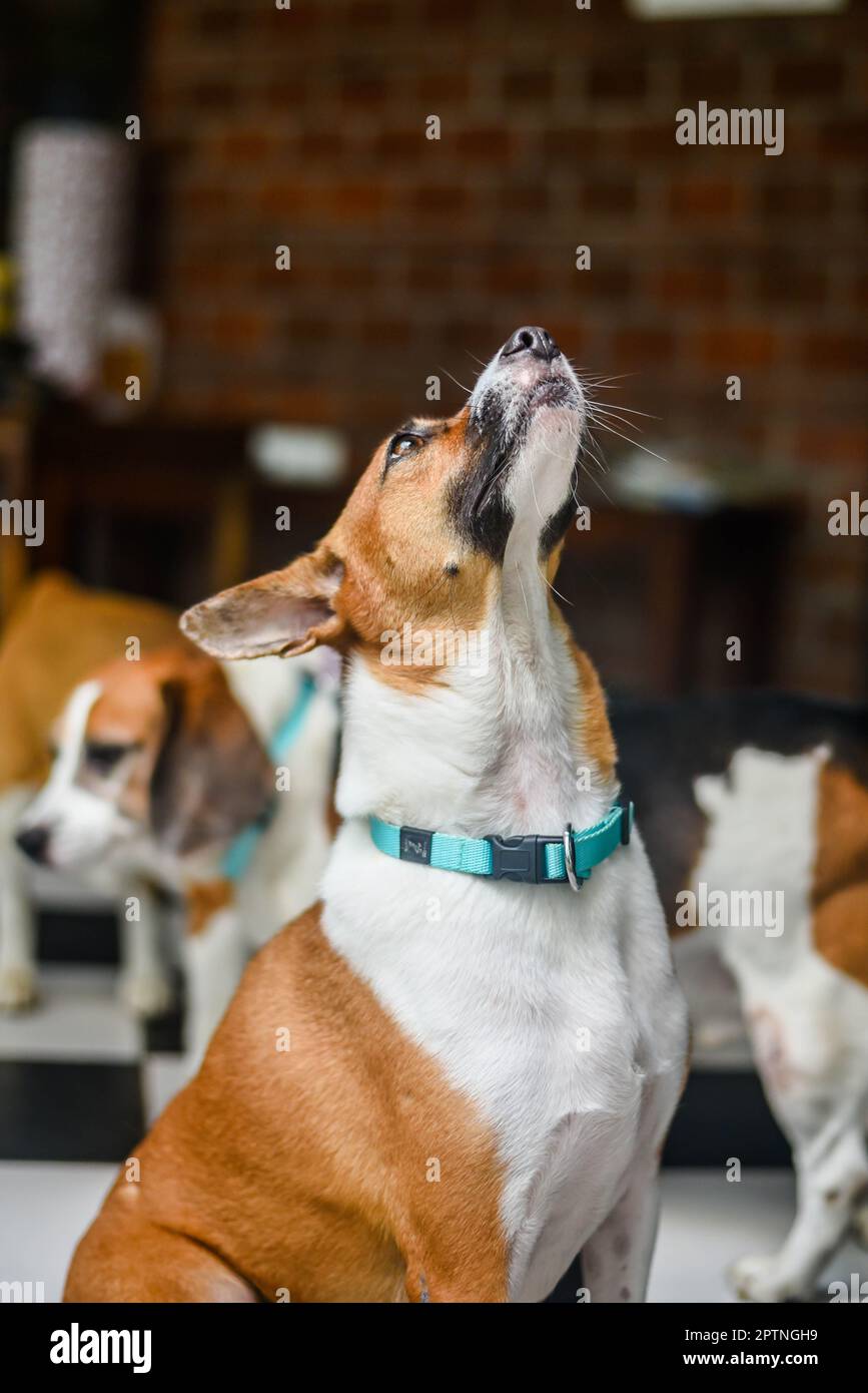 Where Are Beagles Native To