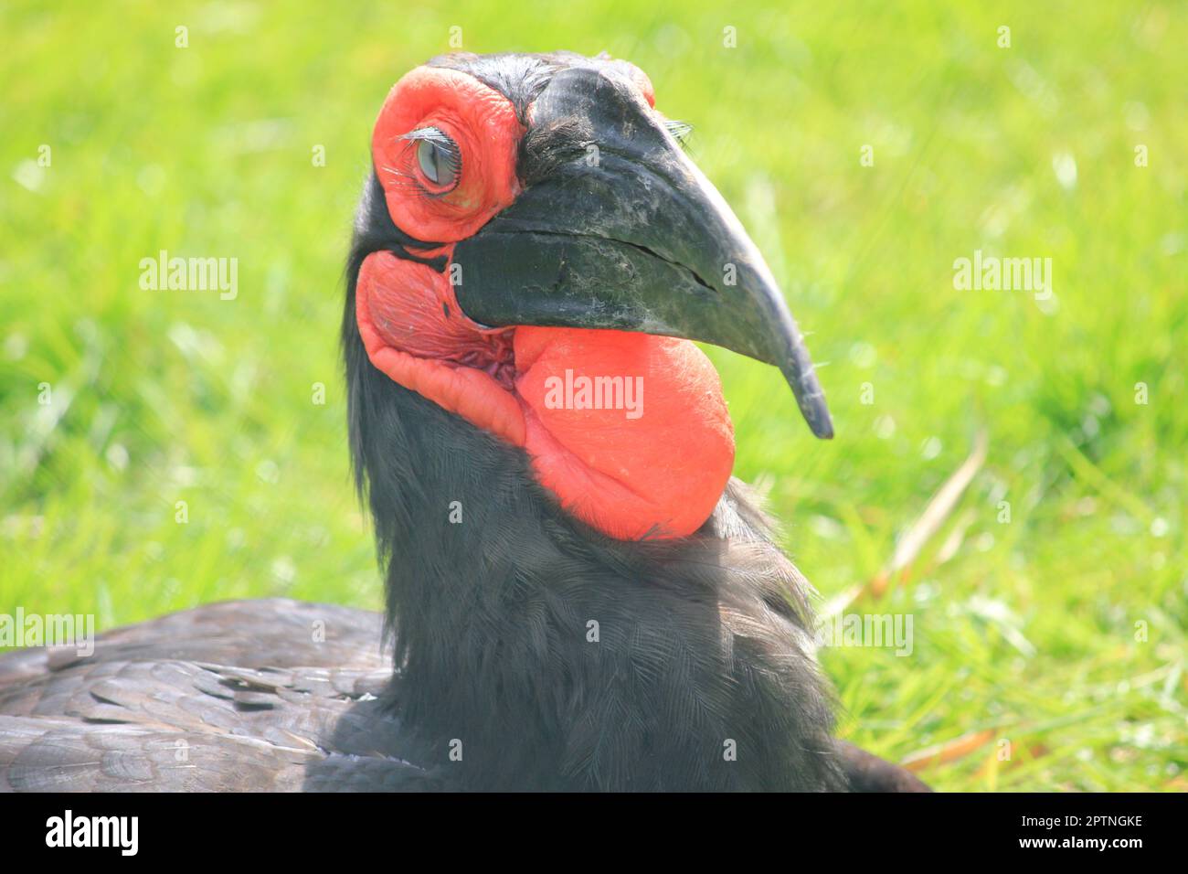 Southern ground hornbill Stock Photo - Alamy