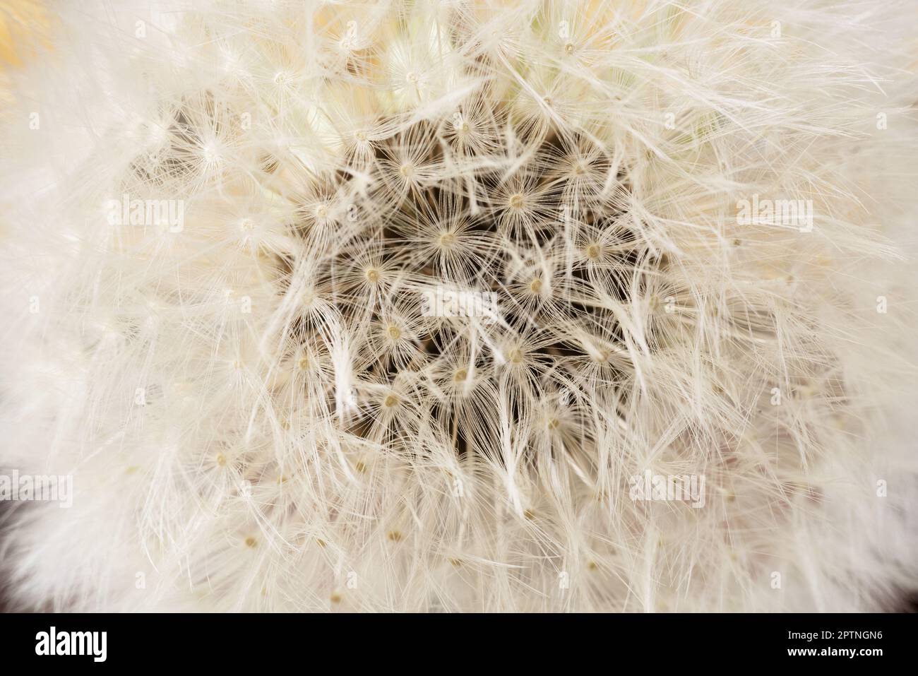 un bellissimo soffione con i suoi semi, background con soffione bianco ...