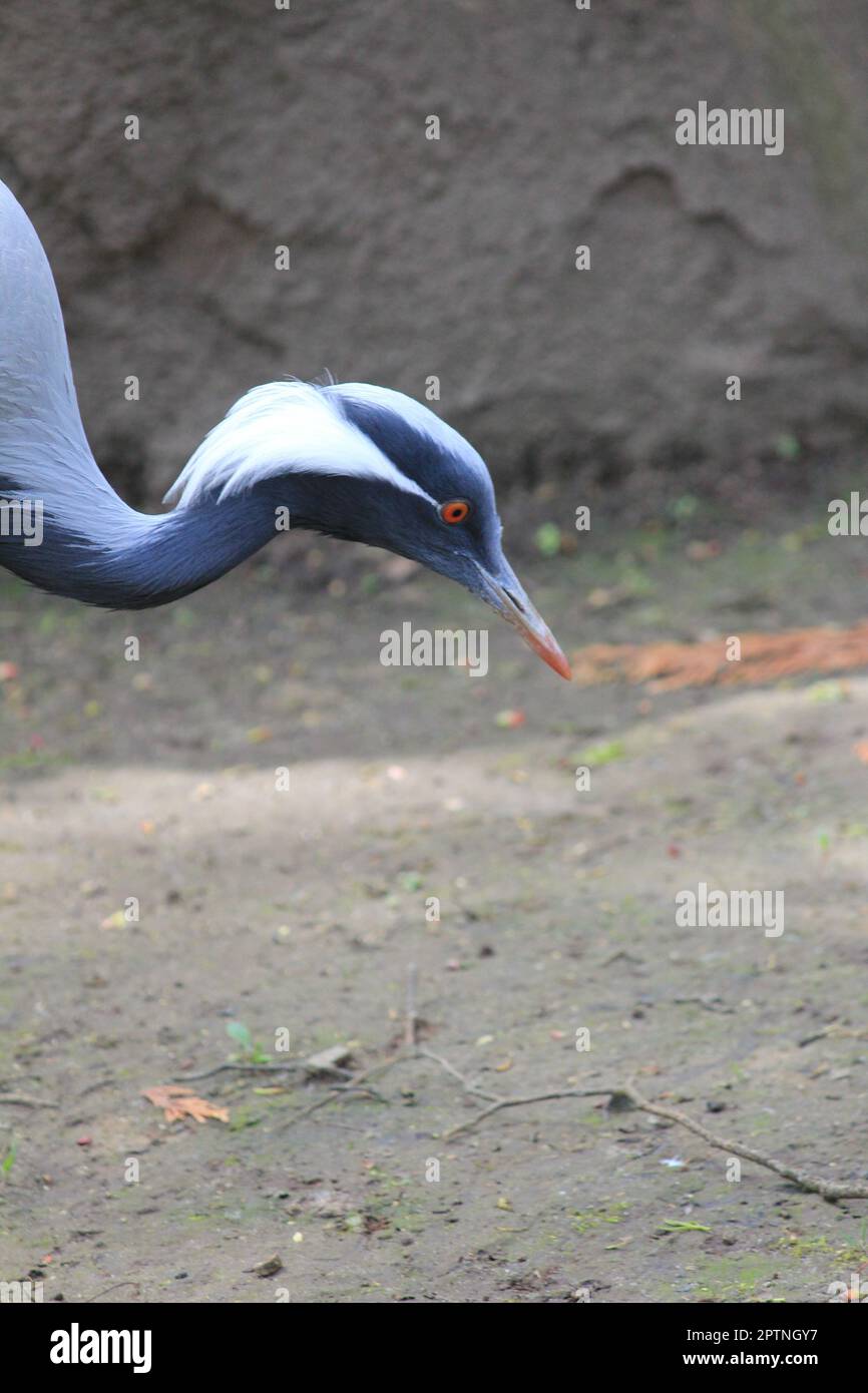 Pale blue gray i hi-res stock photography and images - Alamy
