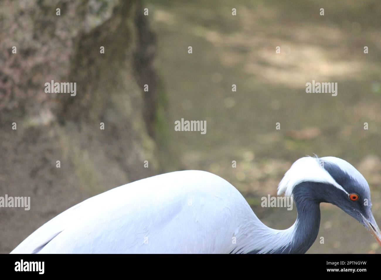 Pale blue gray i hi-res stock photography and images - Alamy