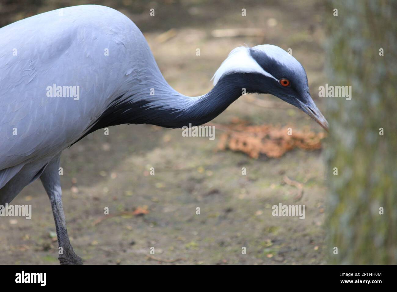 Blue nape hi-res stock photography and images - Alamy