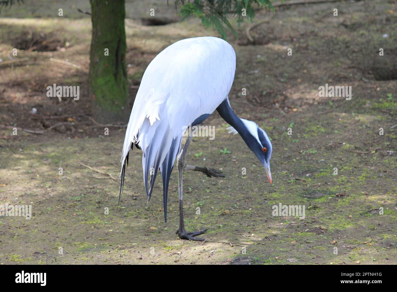 Pale blue gray i hi-res stock photography and images - Alamy