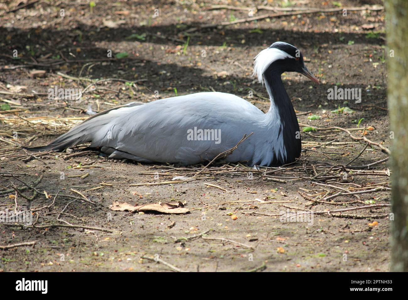 Pale blue gray i hi-res stock photography and images - Alamy