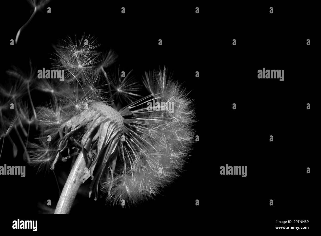 un bellissimo soffione con i suoi semi, background con soffione bianco ...