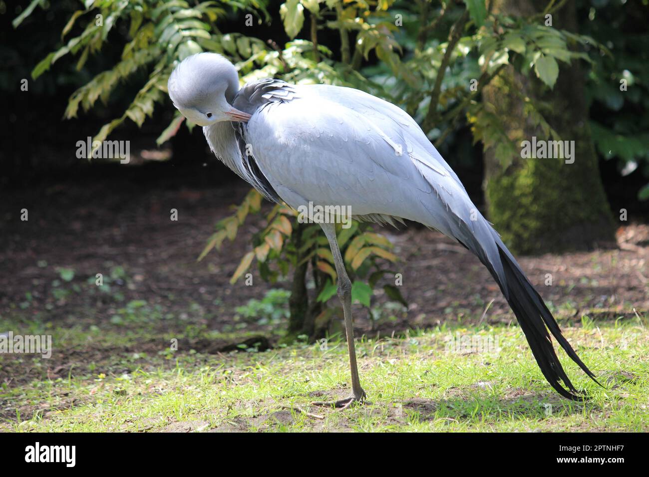 Belgium paradise zoo hi-res stock photography and images - Alamy