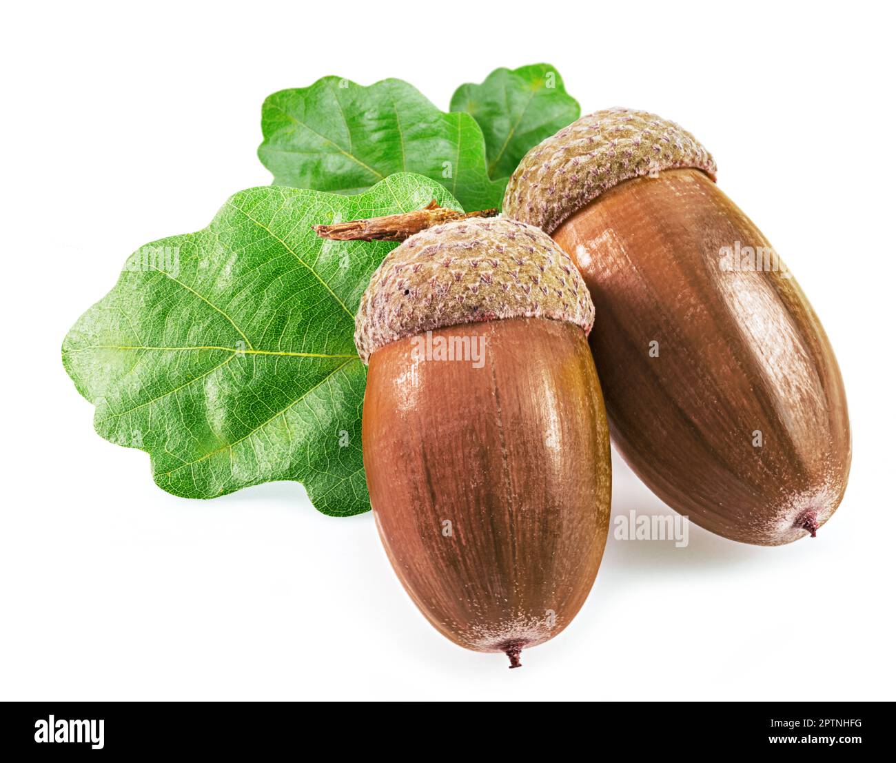 Two oak acorns with oak leaves isolated on white background Stock Photo - Alamy