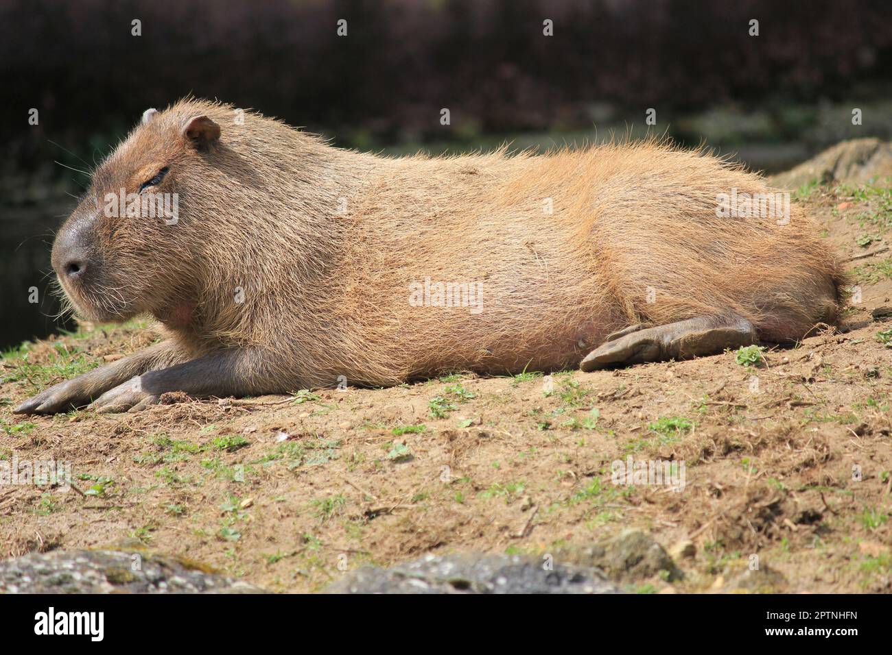 Capybara teeth hi-res stock photography and images - Alamy