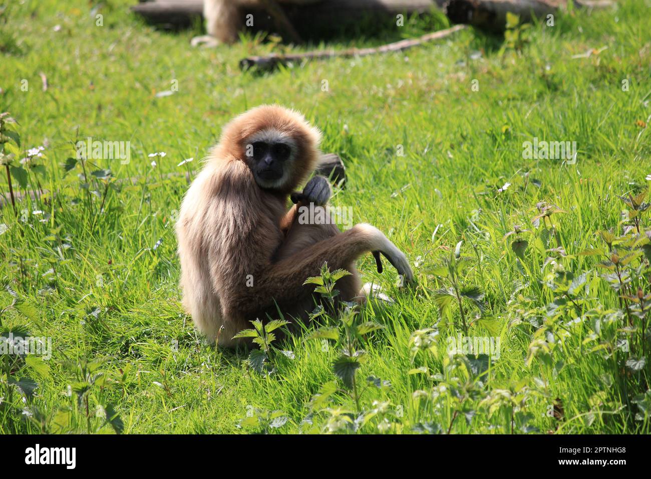 Cat tien vietnam gibbon hi-res stock photography and images - Alamy