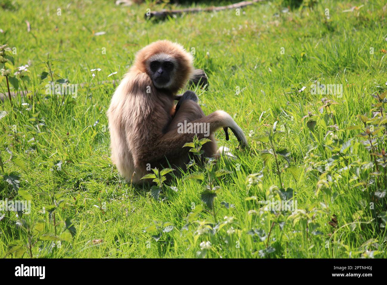 Cat tien vietnam gibbon hi-res stock photography and images - Alamy