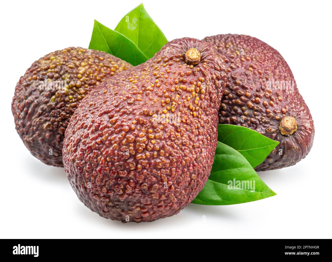 Hass avocado fruits with leaves isolated on white background Stock ...