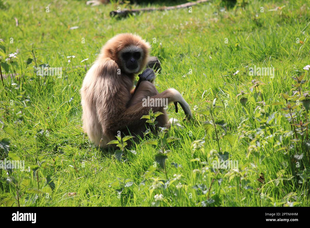 Black crested gibbon zoo hi-res stock photography and images - Alamy