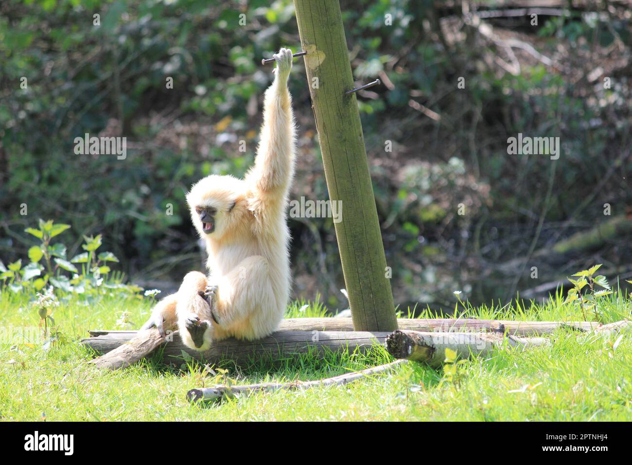 Black crested gibbon zoo hi-res stock photography and images - Alamy