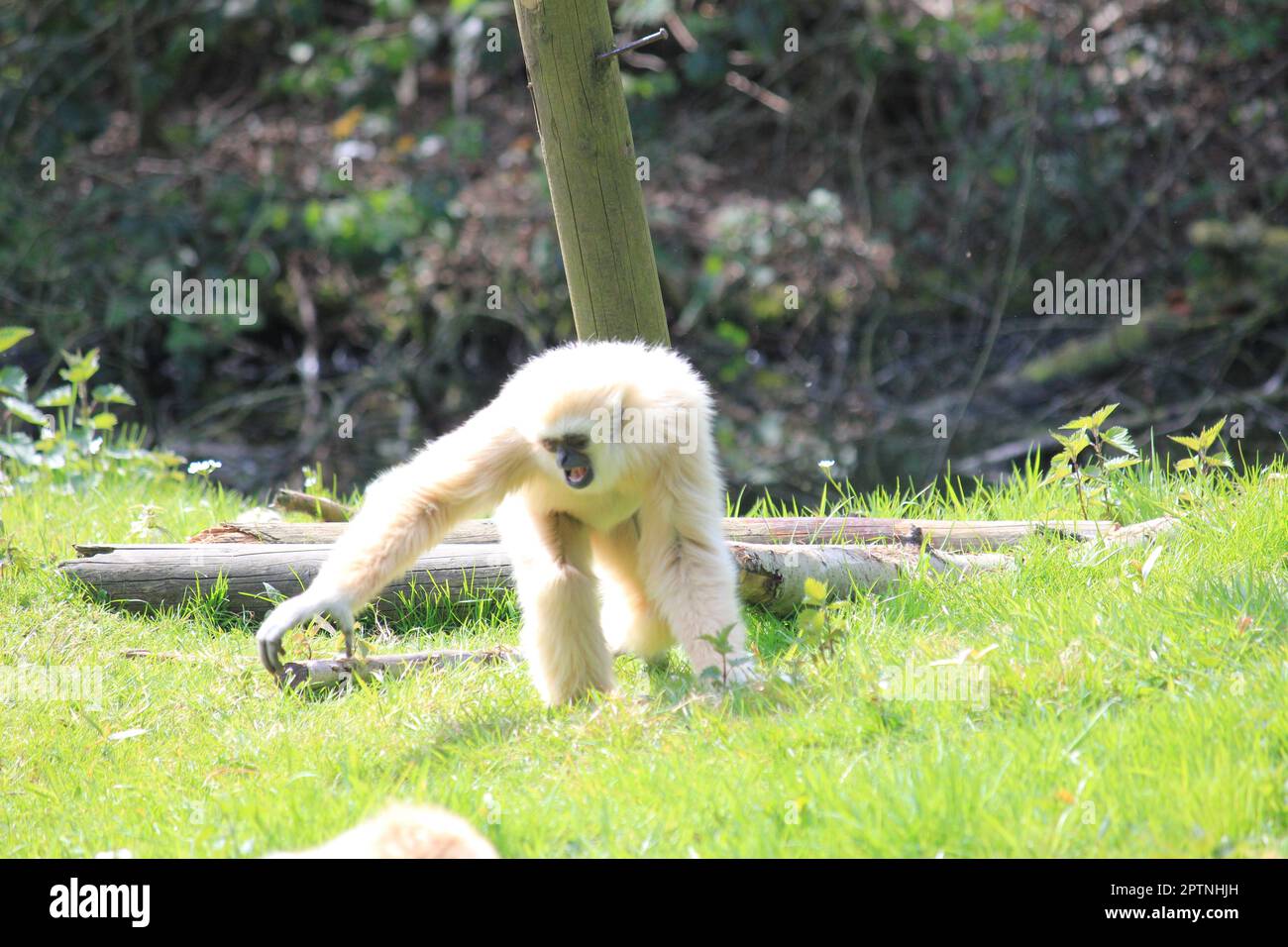 Cat tien vietnam gibbon hi-res stock photography and images - Alamy