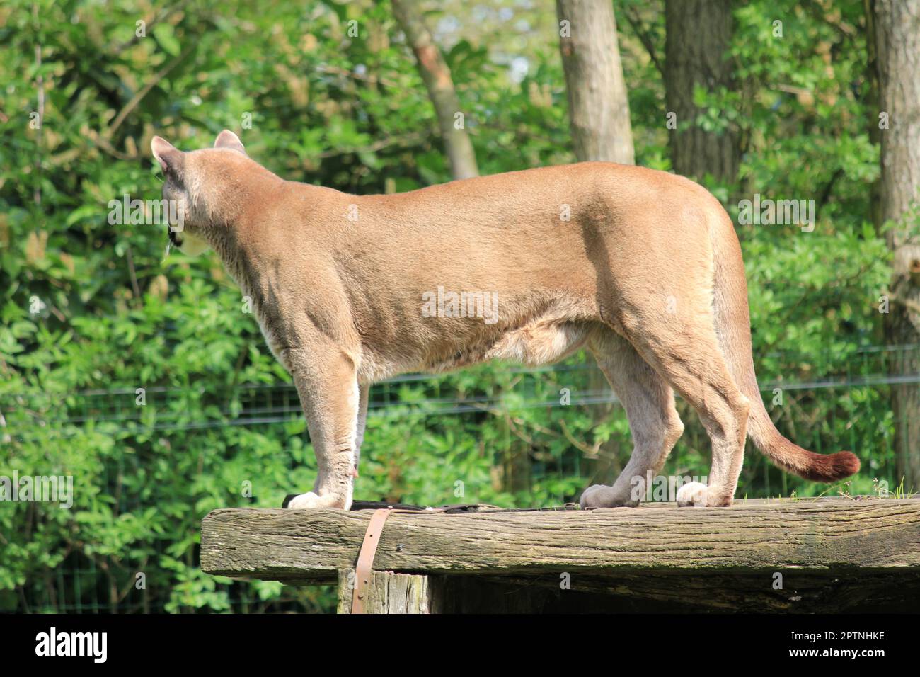 Cougar feet hi-res stock photography and images - Alamy
