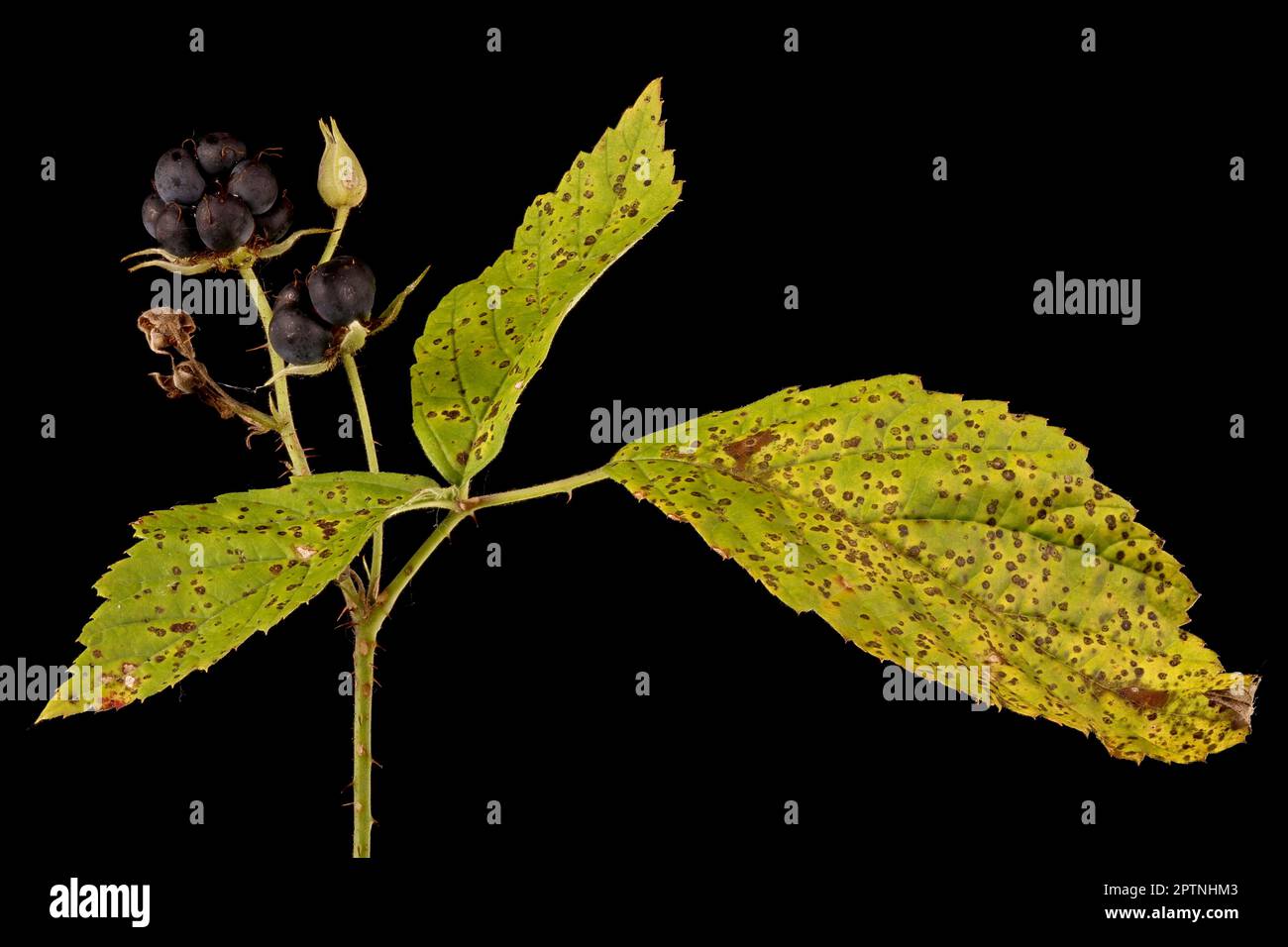 Persistent leaf hi-res stock photography and images - Alamy