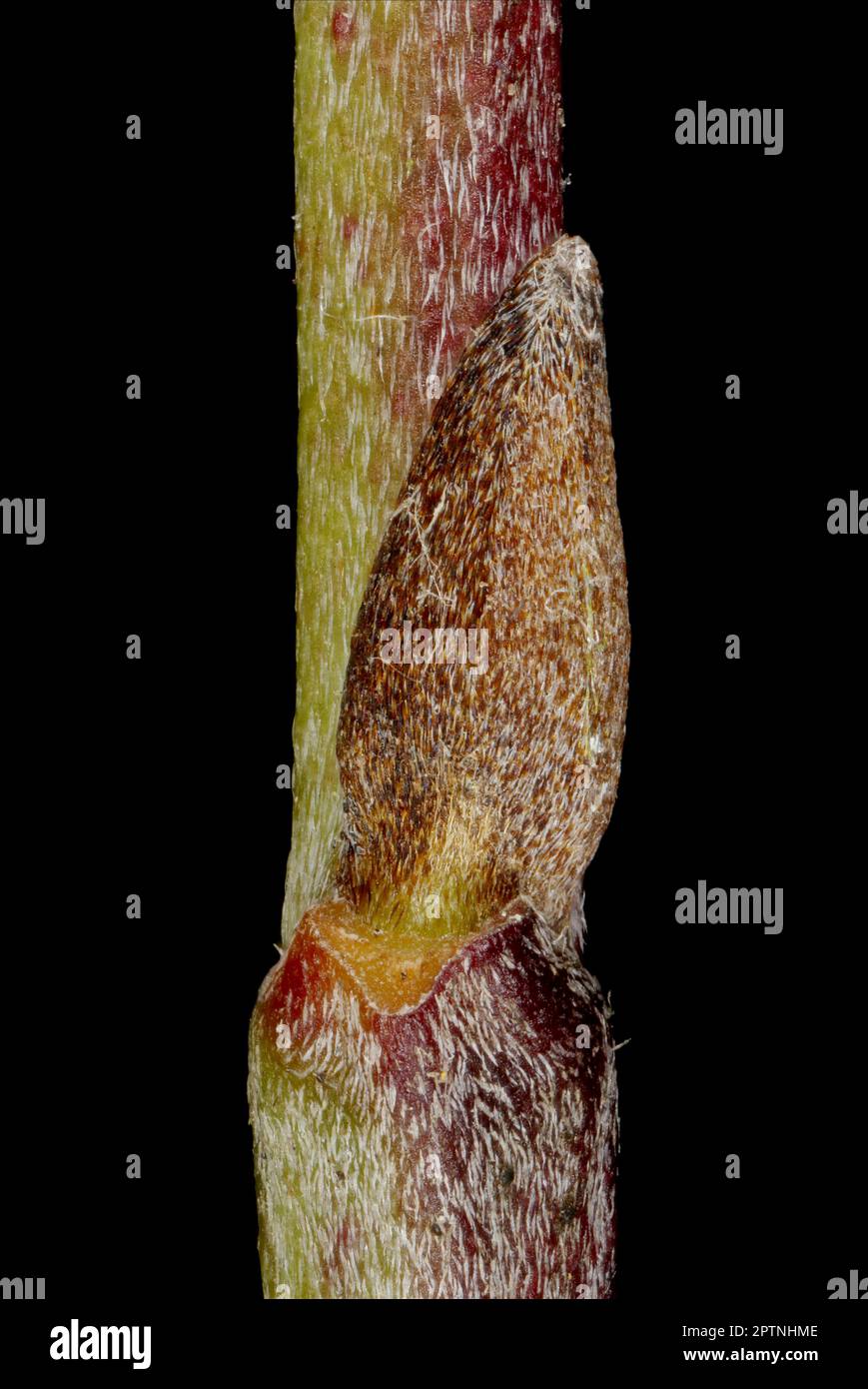 Cornelian Cherry (Cornus mas). Lateral Leaf Bud Closeup Stock Photo - Alamy