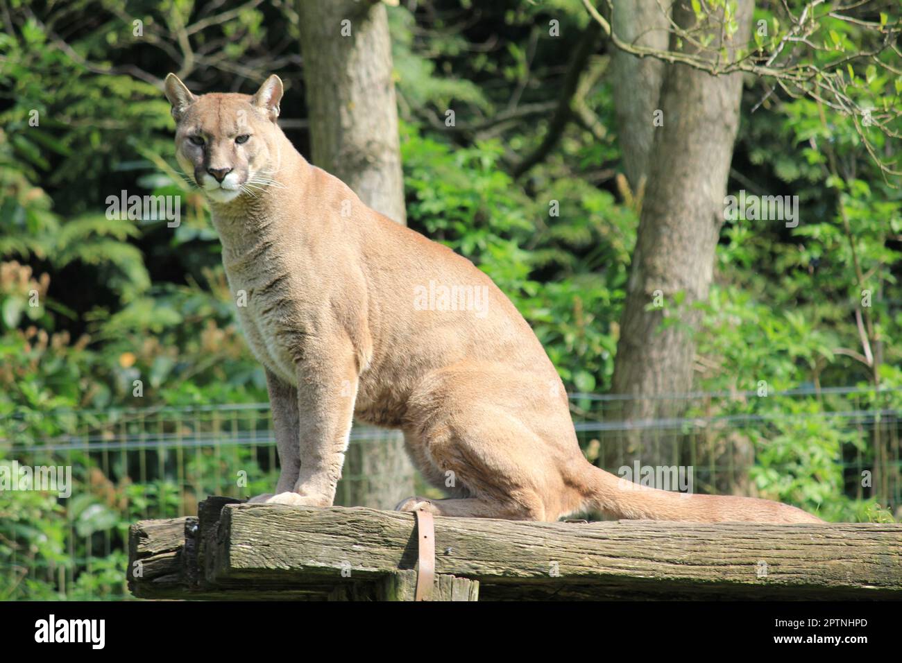 Cougar feet hi-res stock photography and images - Alamy