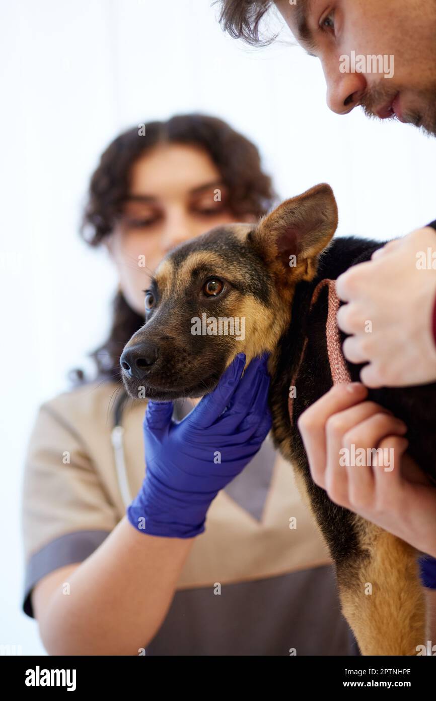 Group of vet doctors, man and woman checking dog's health at veterinary ...