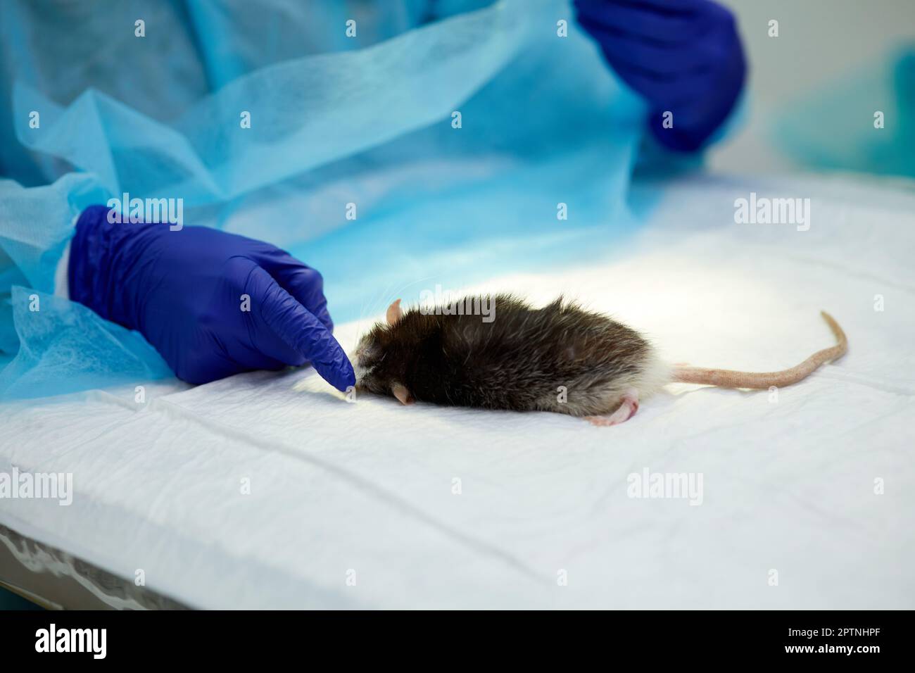 Equipment for operating on animals hi-res stock photography and images ...