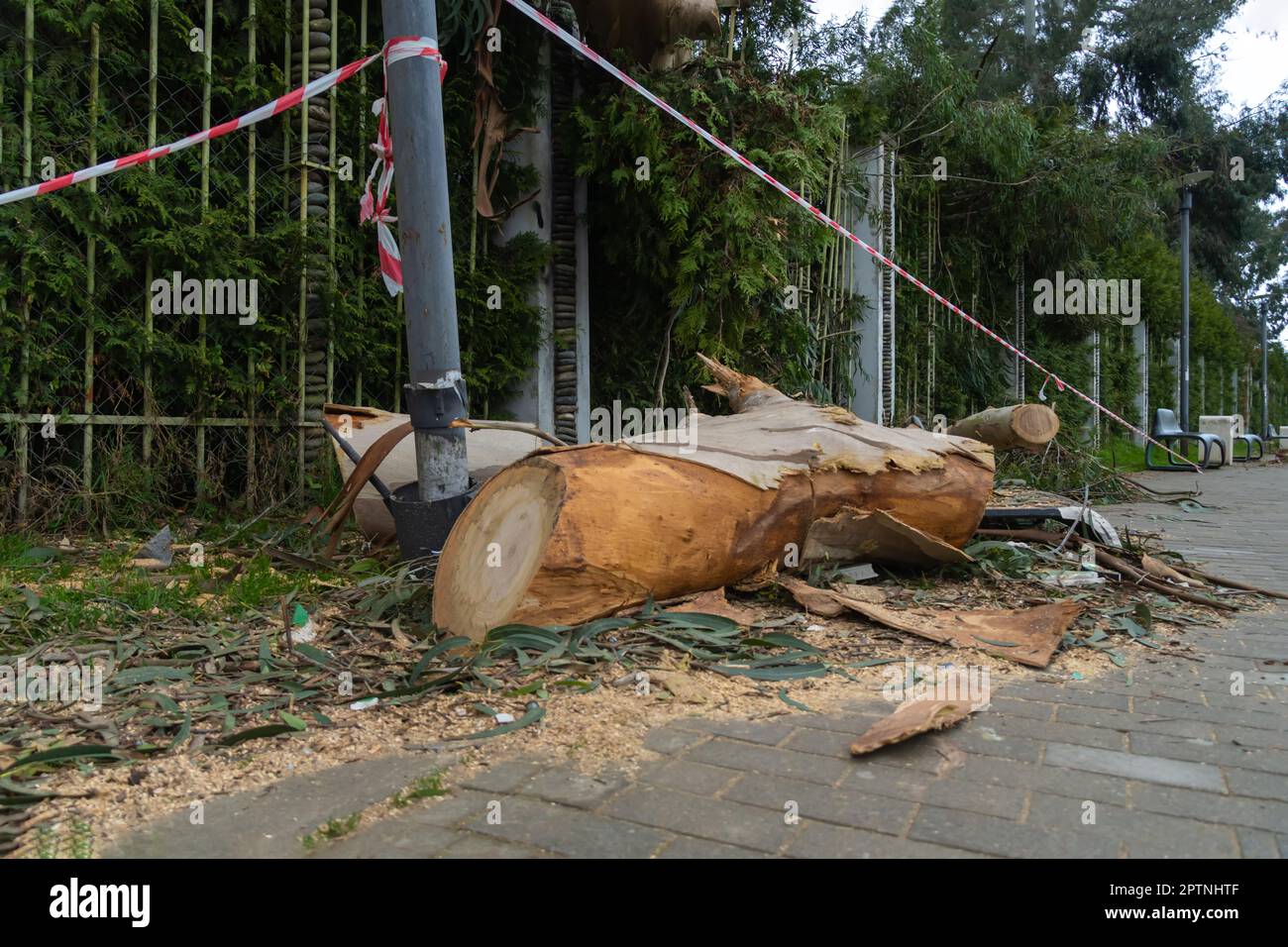Fallen tree on the sidewalk on the fence after the hurricane. Aftermath ...