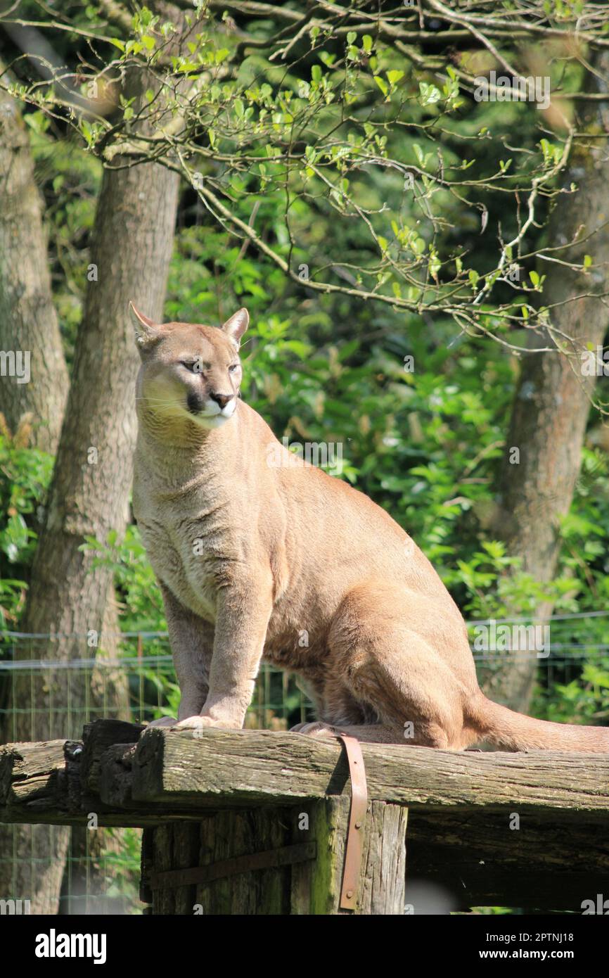 Cougar feet hi-res stock photography and images - Alamy