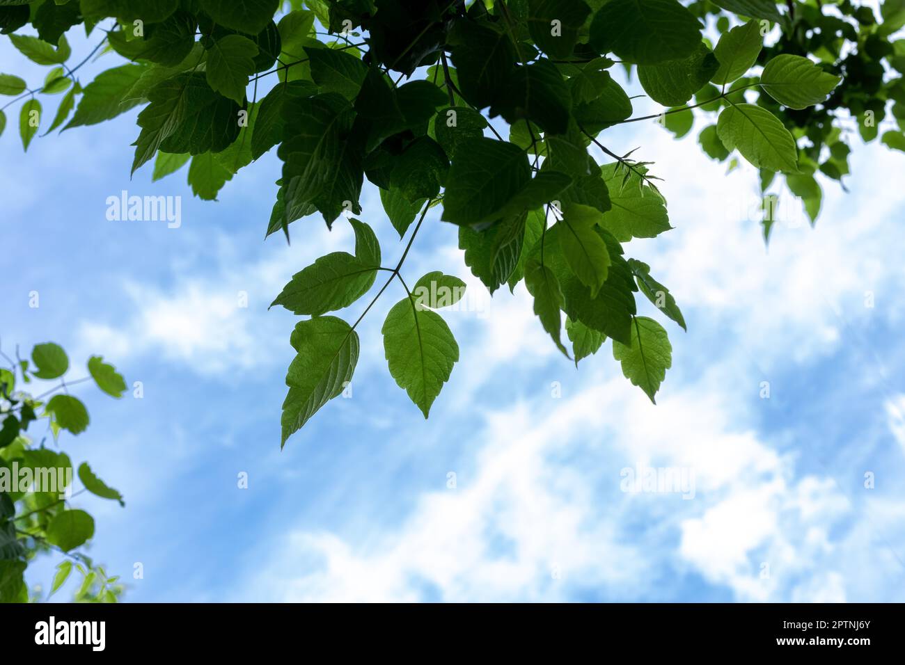 The sugar maple tree's lower leaves. Sugar maple tree with green bright ...