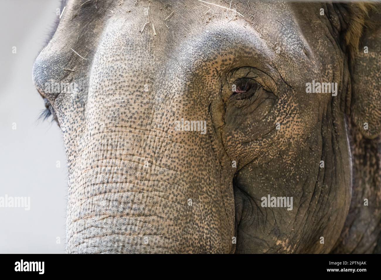Cottbus, Germany. 28th Apr, 2023. Lady elephant Don Chung stands in a ...