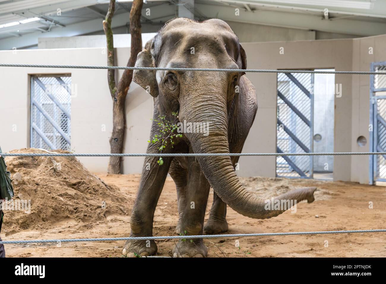 Cottbus, Germany. 28th Apr, 2023. Lady elephant Don Chung reaches with ...
