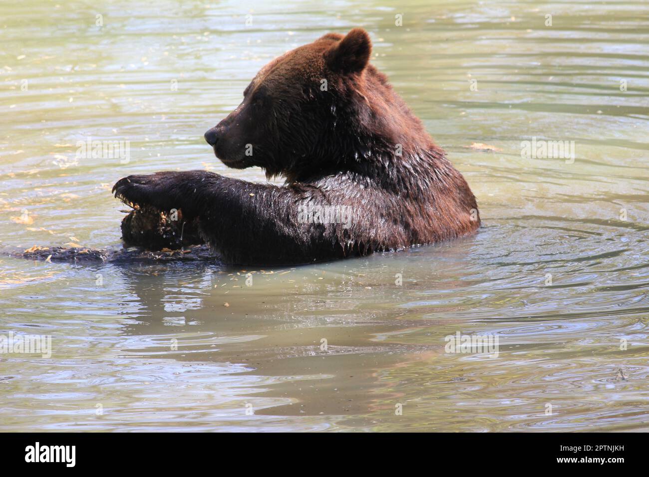 Long coat bear hi-res stock photography and images - Alamy
