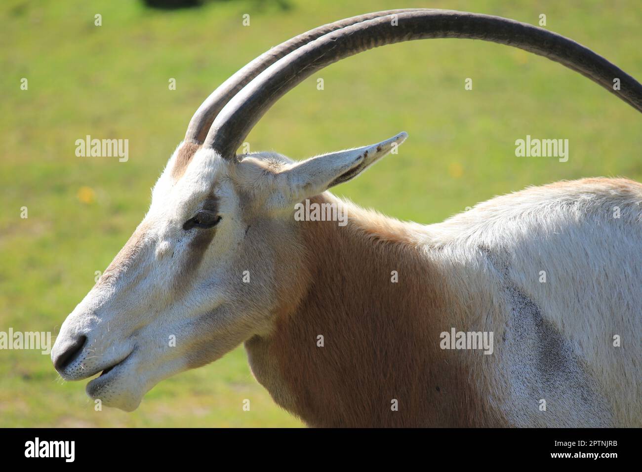Scimitar tail hi-res stock photography and images - Alamy