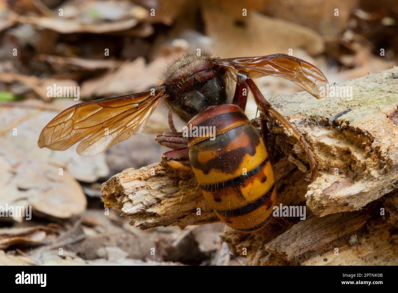 Giant hornet insect Stock Photo - Alamy