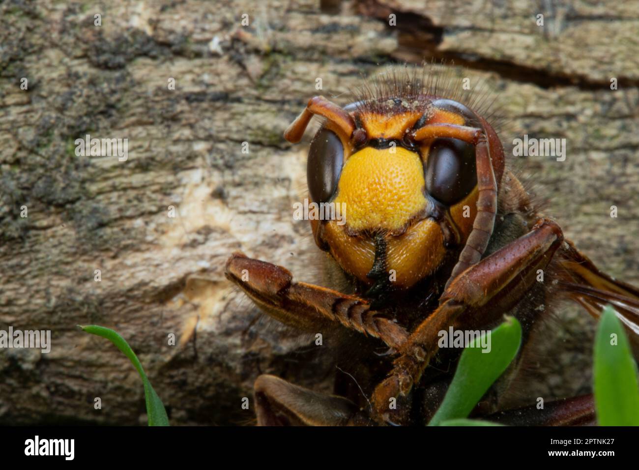 Giant hornet insect Stock Photo - Alamy