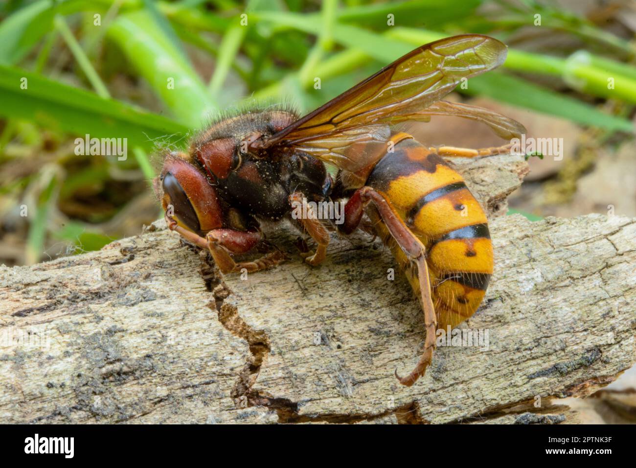 Giant hornet insect Stock Photo - Alamy